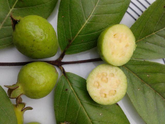 PSIDIUM TROPICKÉ ROSTLINY