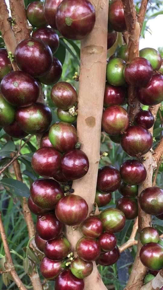 JABOTICABA Escarlate