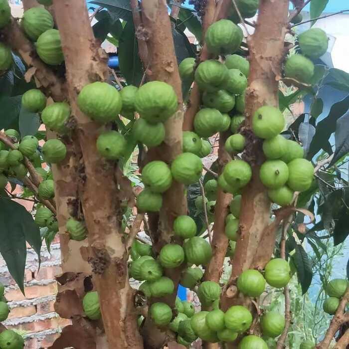 Plinia Phitrantha Branca - JABOTICABA