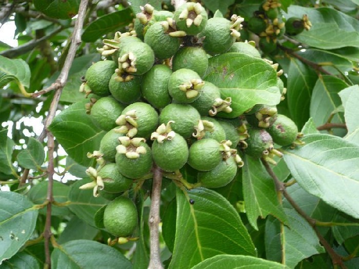 Psidium guineense