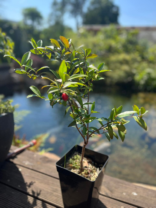 Eugenia reinwardtiana - Cedar Bay Cherry